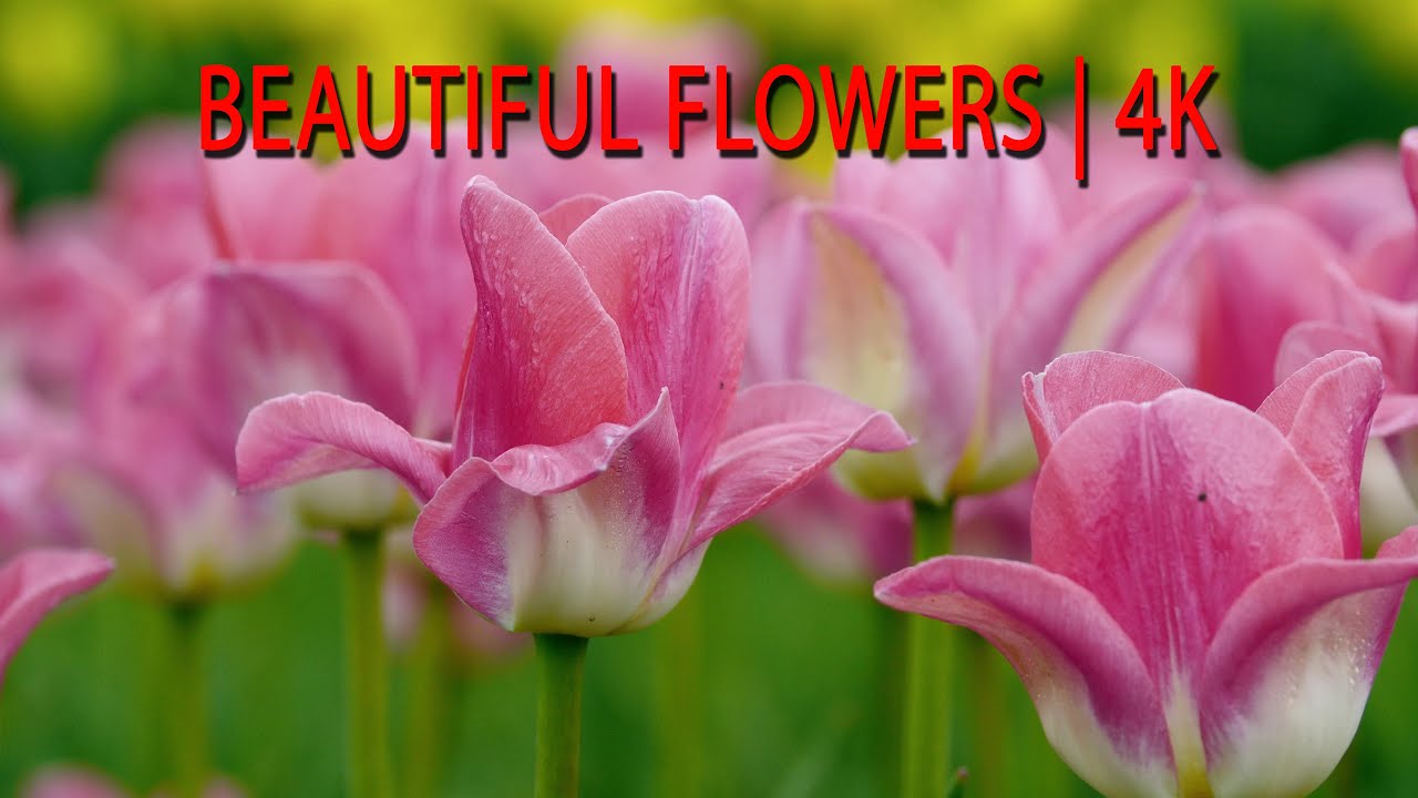 Beautiful Flowers|4K video|Nature - YouTube
