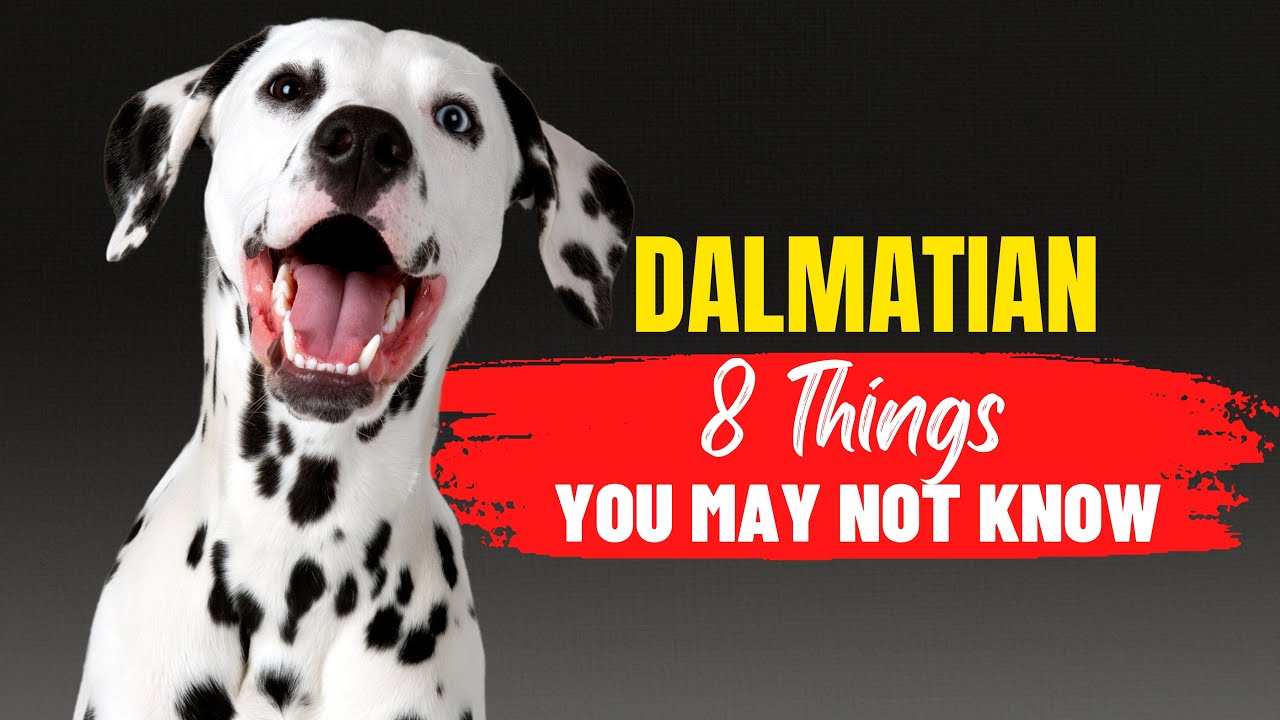 7 Things You Didn't Know About Dalmatians Before Adopting One | Dogs ...