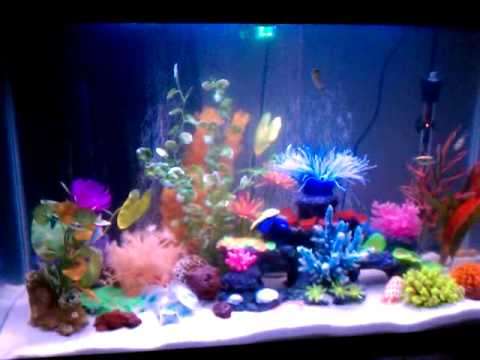 29 Gallon Fish Tank - Amazon Puffers - YouTube