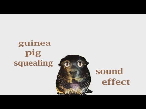 How A Guinea Pig Squealing / Sound Effect / Animation - YouTube