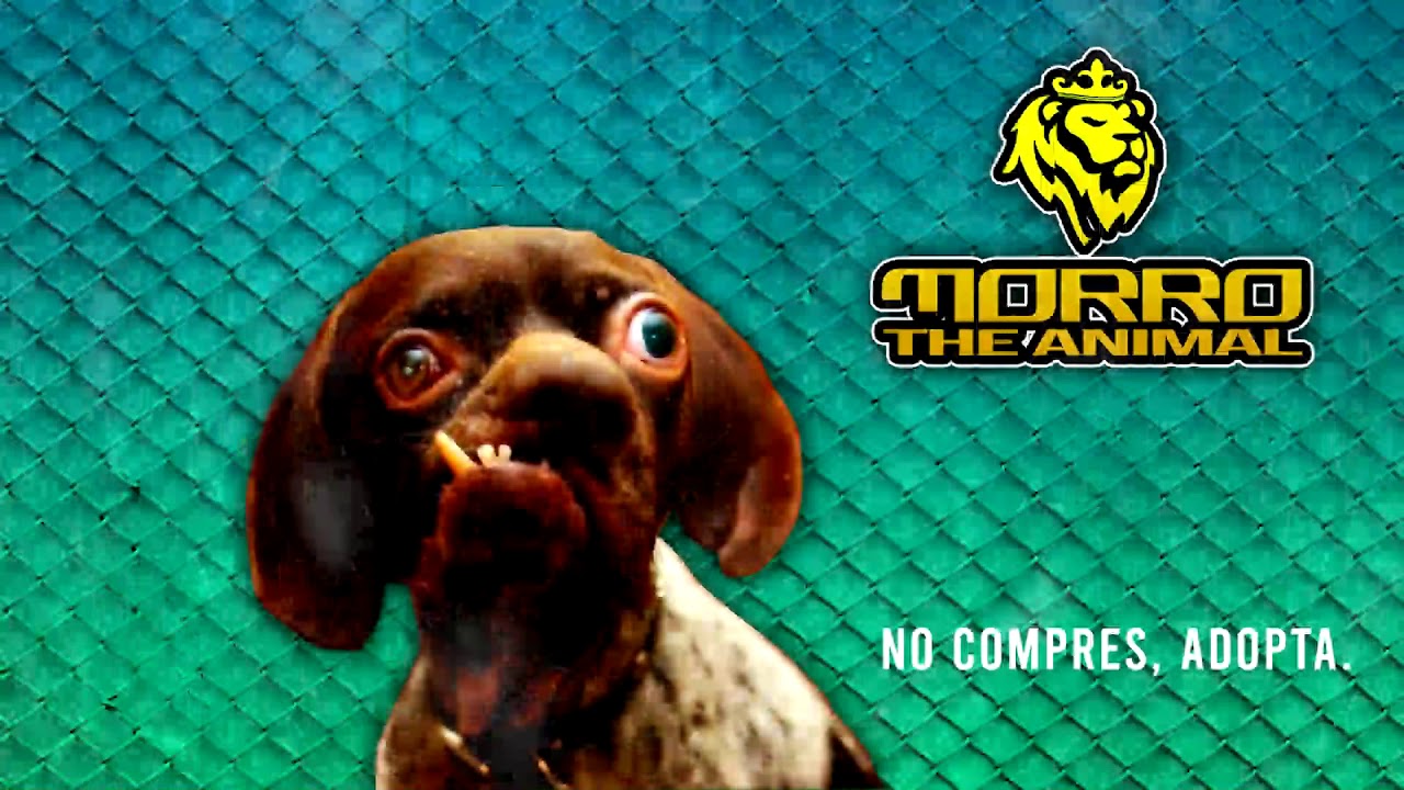 MORRO THE ANIMAL - ADOPTA UN PERRITO - YouTube