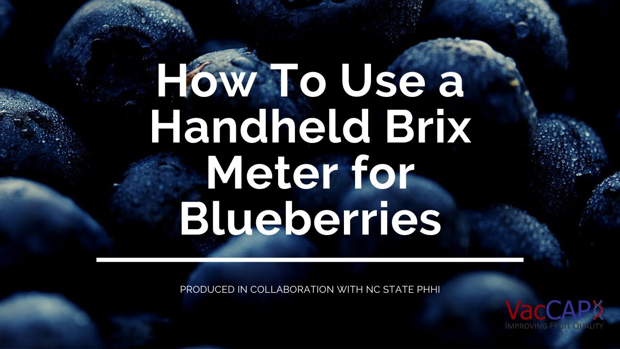 How To Use a Handheld Brix Meter for Blueberries - YouTube