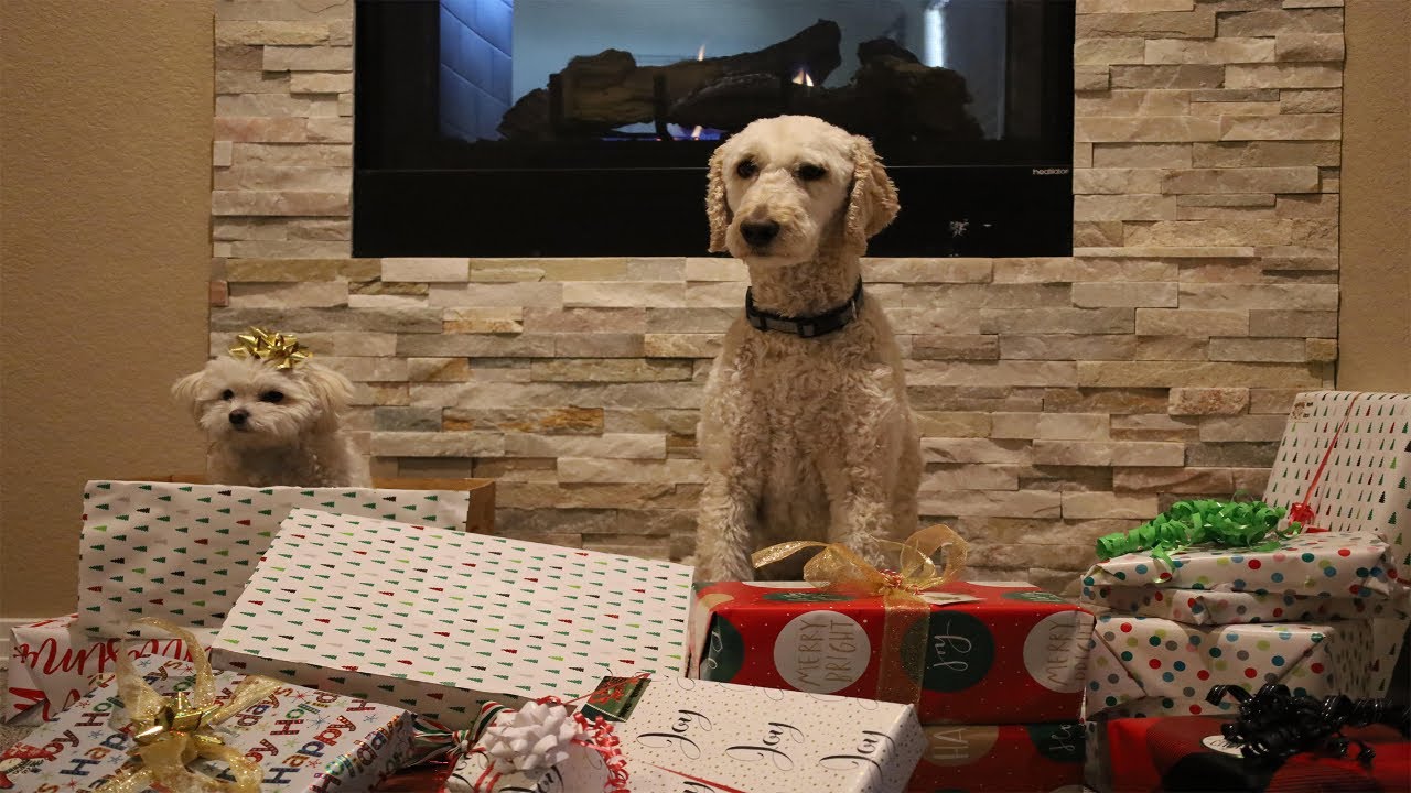 How To Teach Your Dog to Open A Present (Christmas Special) - YouTube