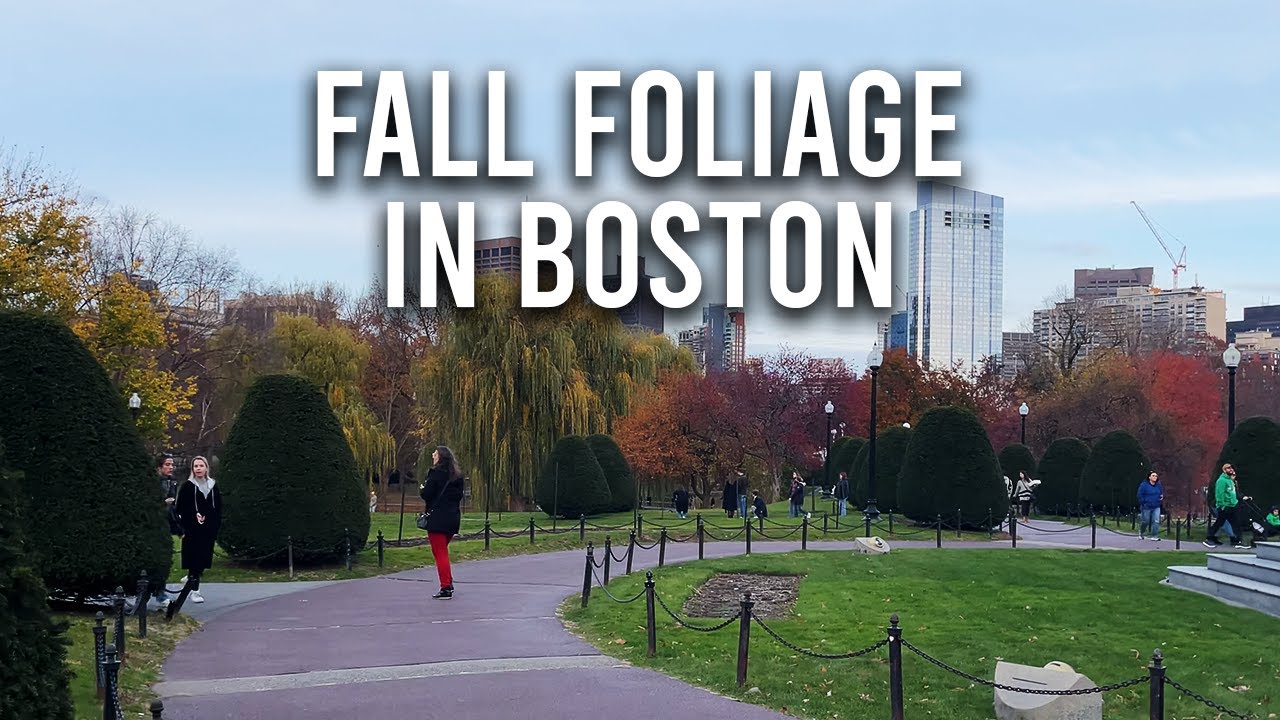 Prime Fall Foliage in Boston Commons - YouTube