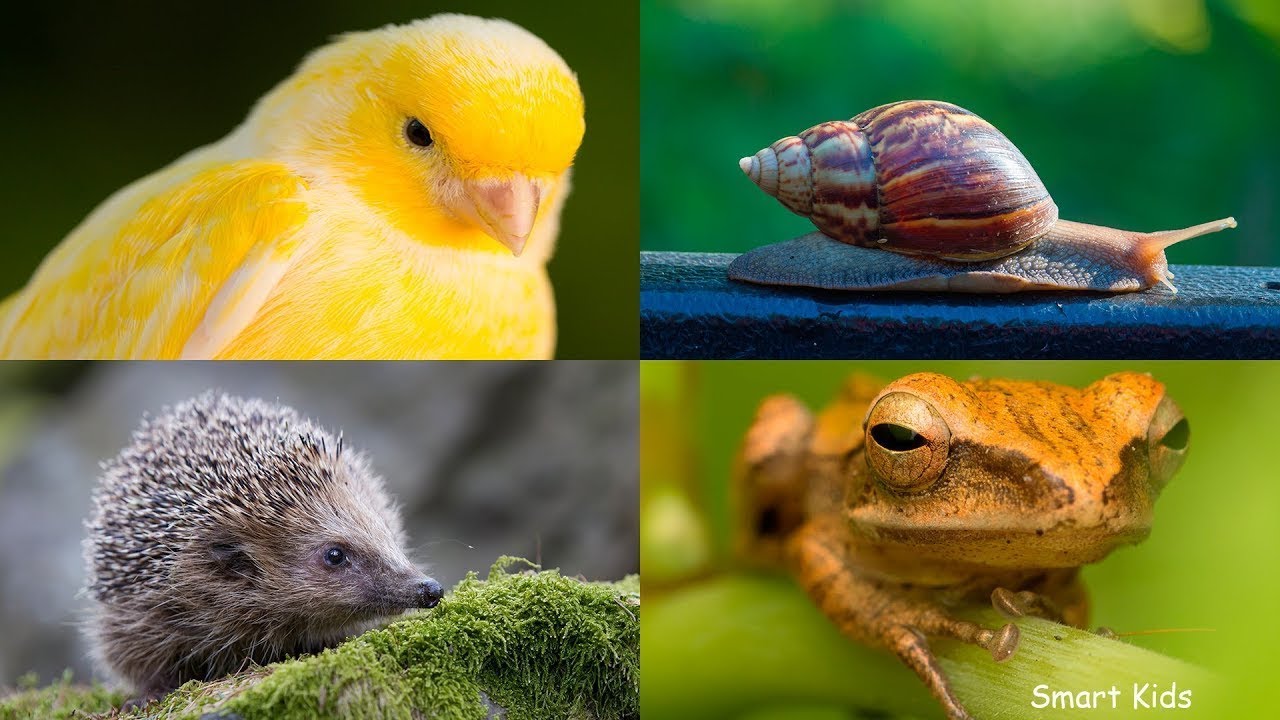 SMALL Animals for Children | Learn Names and Sounds | Animal guessing ...