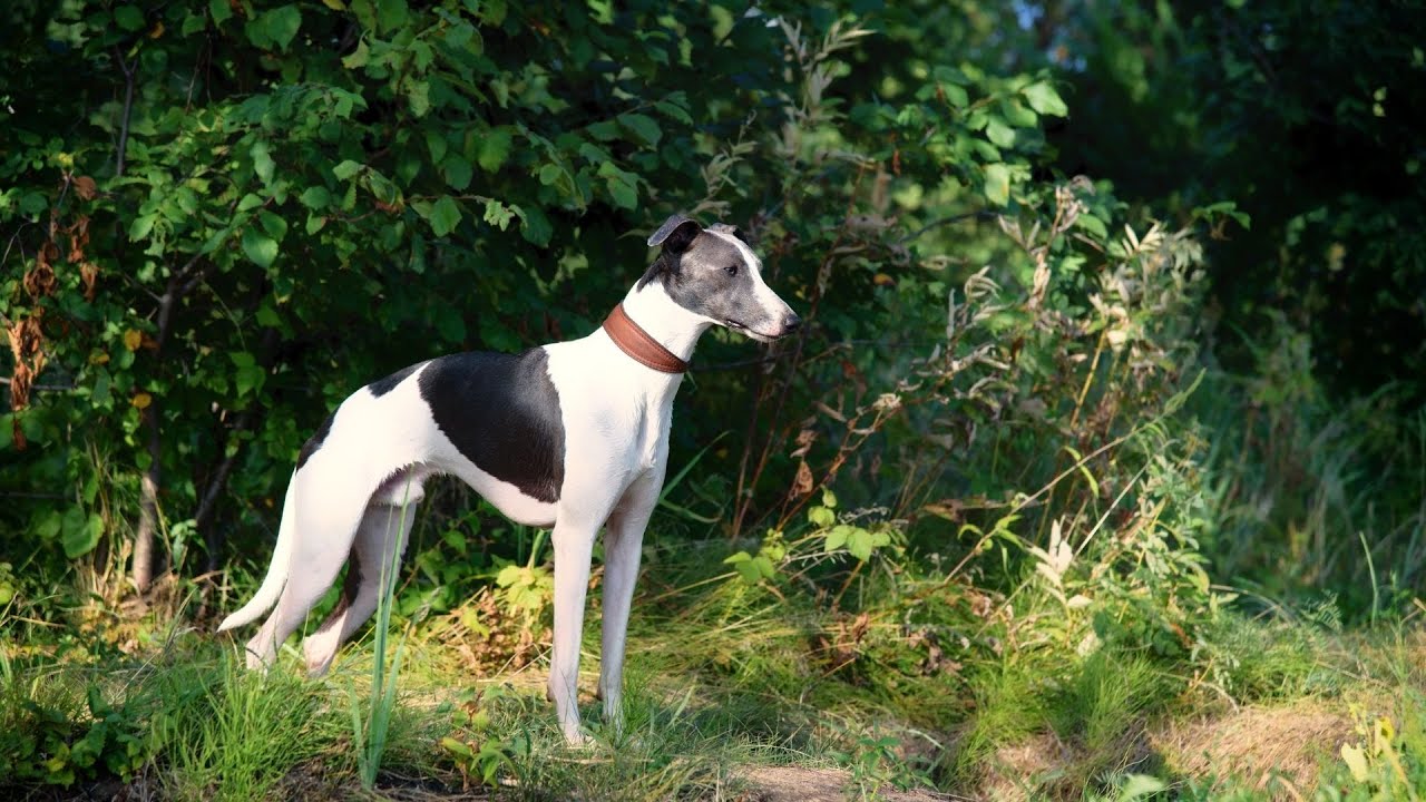 Uncovering the Genetics Behind Whippet Coat Colors - YouTube