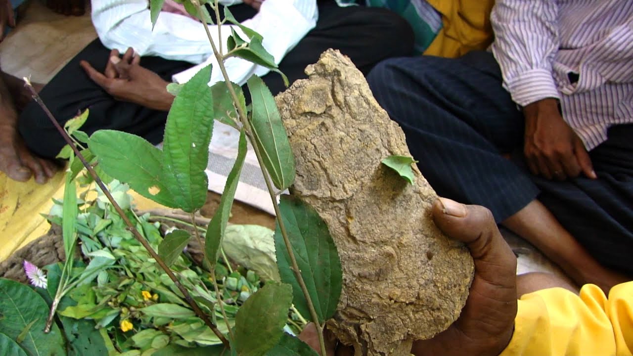 Octonary Ingredients of Sarcandra glabra Formulations: Pankaj Oudhia's ...