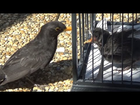 Bébé merle tombé du nid nourri puis relâché, famille réunie ! - YouTube