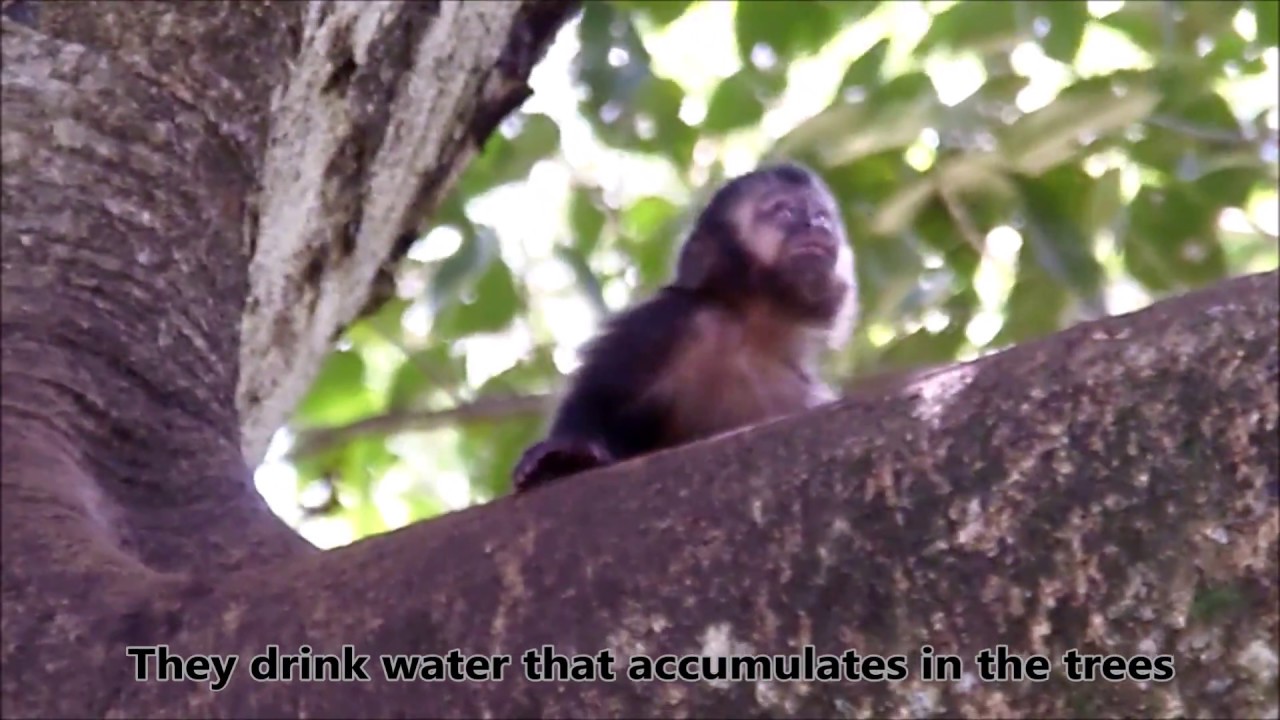 Do Capuchin Monkeys drink water?/ Macacos-prego bebem água? - YouTube