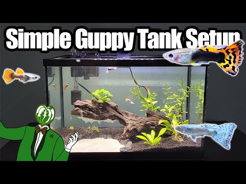 Simple 5 Gallon Guppy Tank Setup