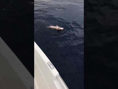 Antalya Jig Avı Dev Grida  Giant Grouper