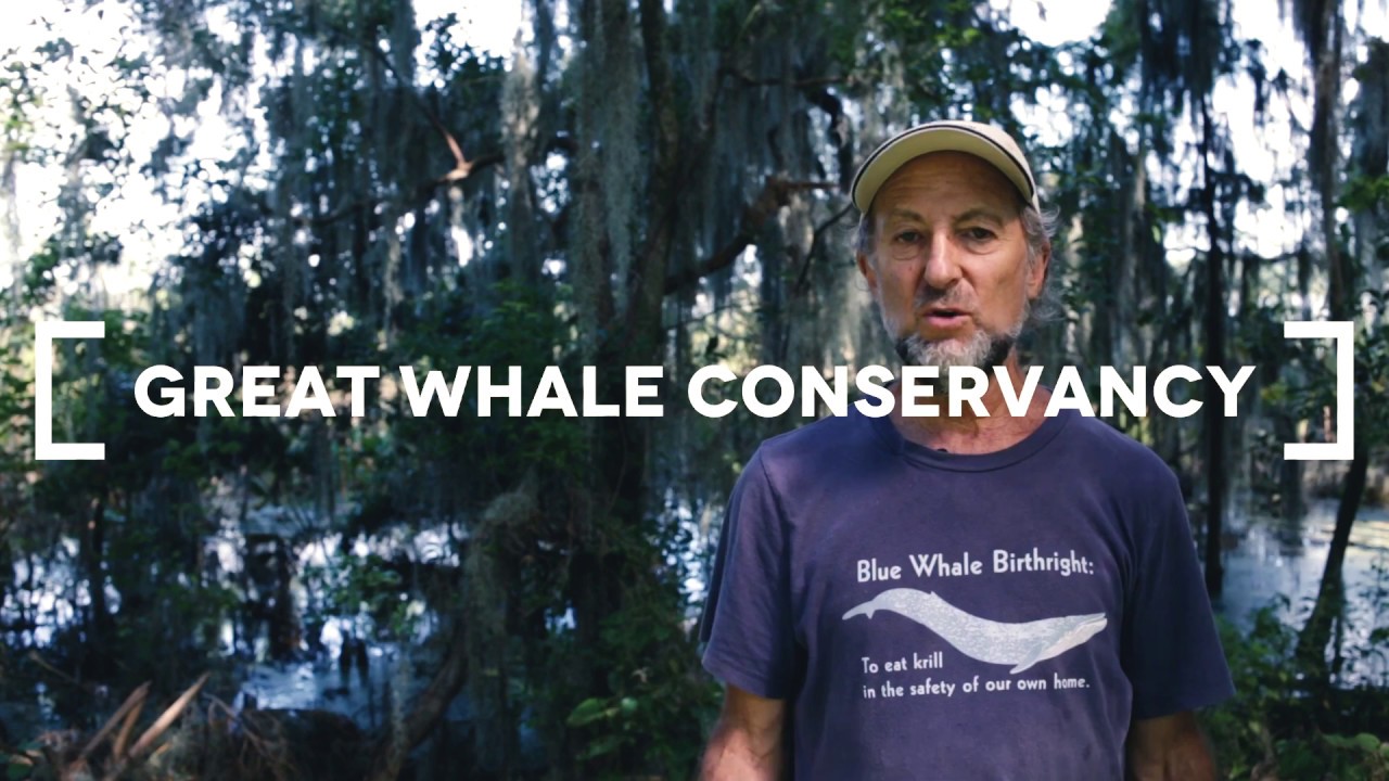 How Fast Can Blue Whales Swim | Great Whale Conservancy | Michael ...