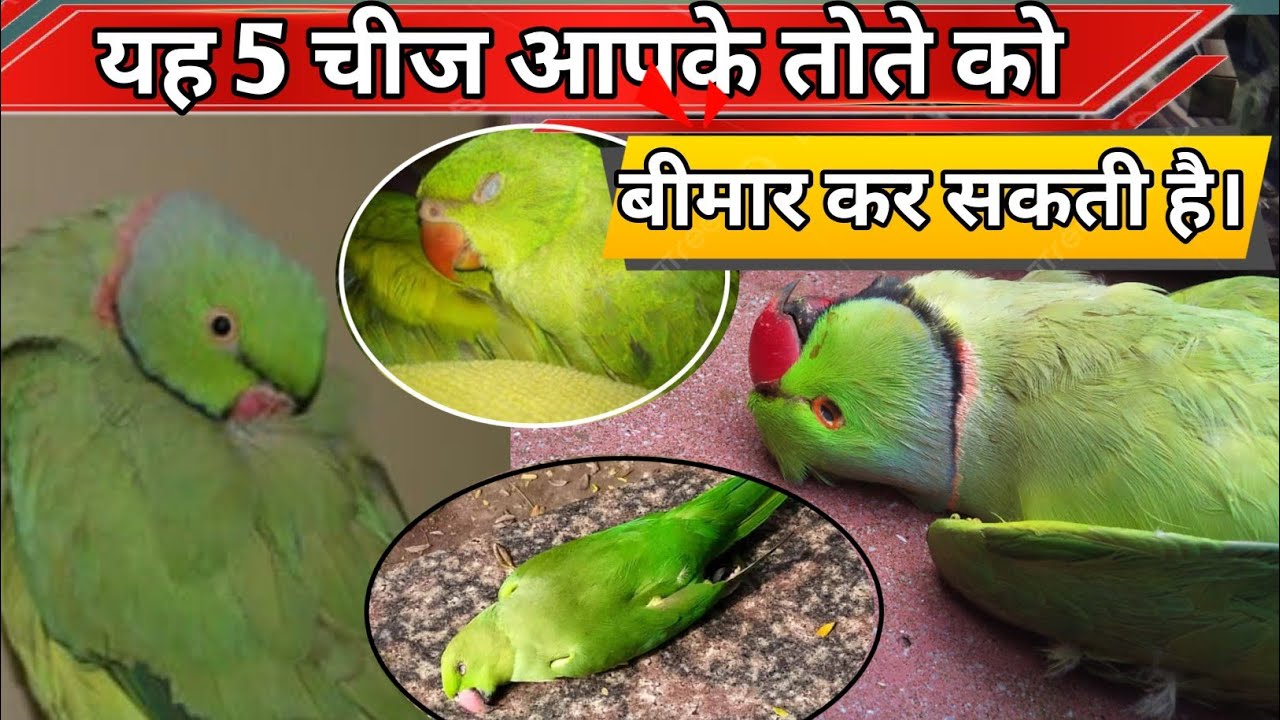 This 5 things can killed your parrot 😥 यह 5 चीज आपके तोते को बीमार कर ...