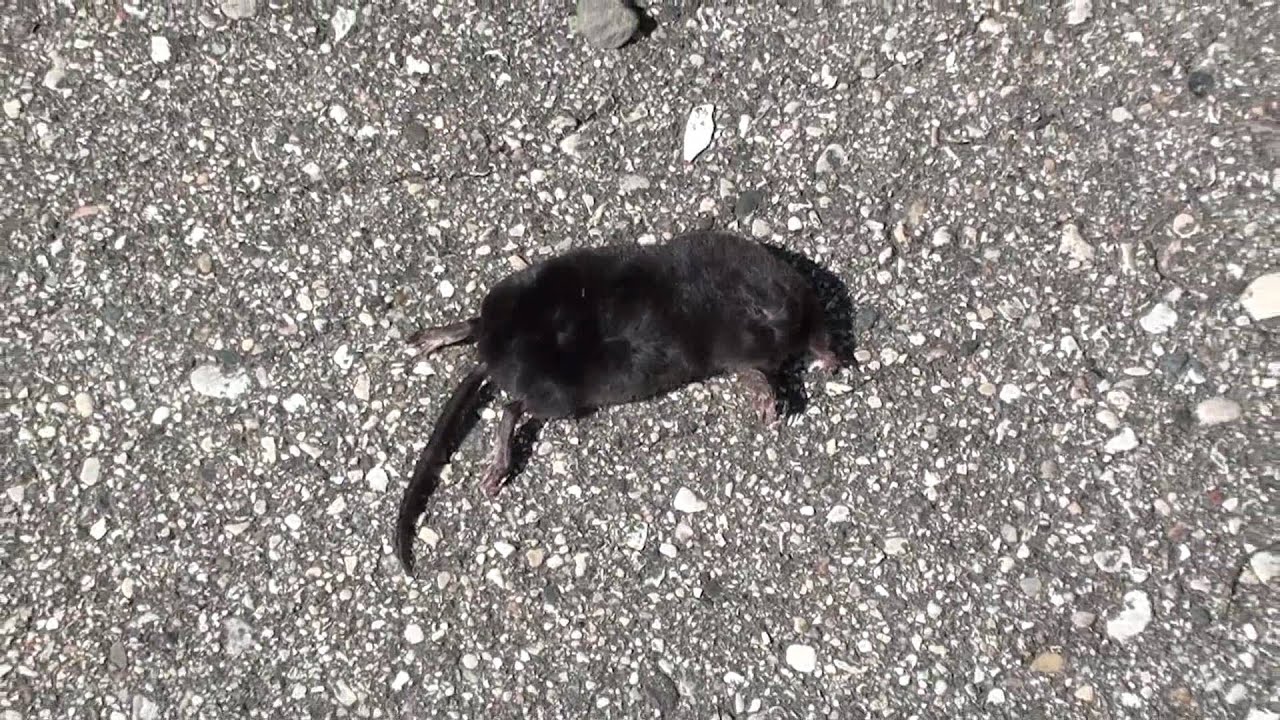 Starnose Mole (Talpidae: Condylura cristata) Dead on Footpath - YouTube