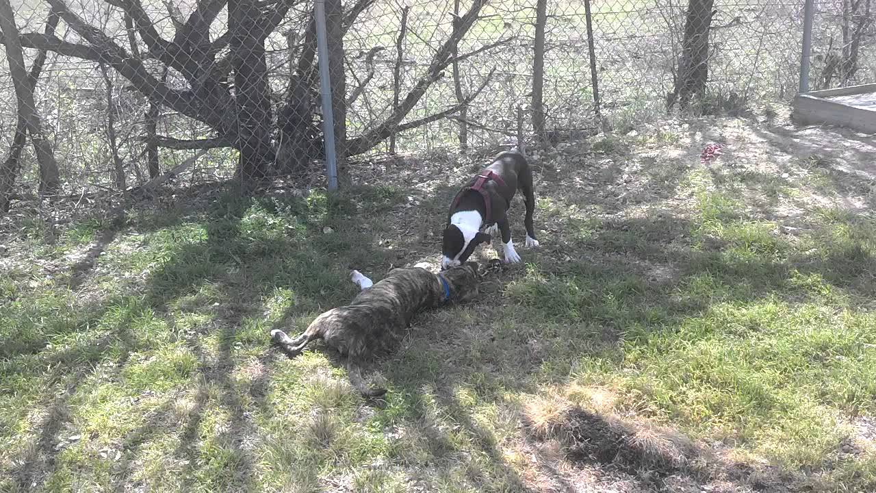 Ziva and Piggie playing rope - YouTube