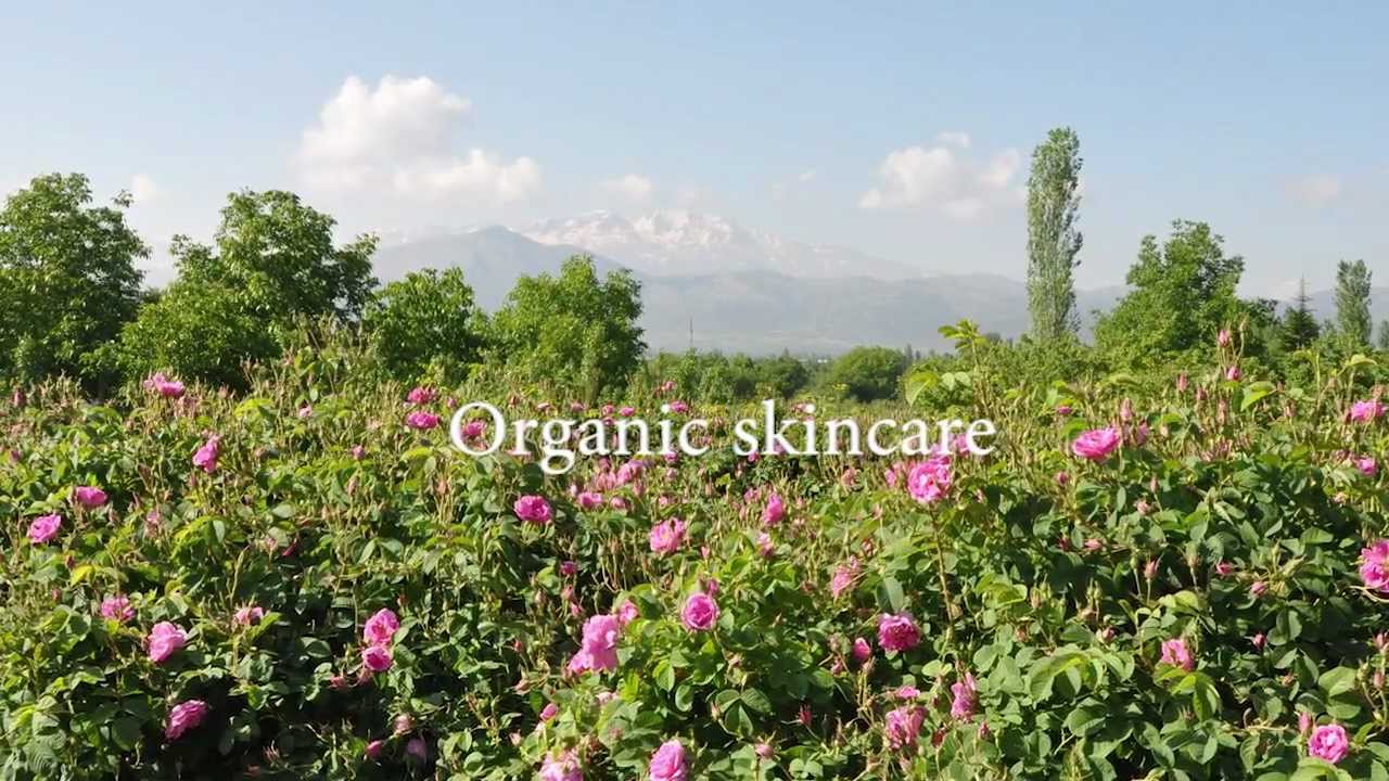 Persian Rose - YouTube