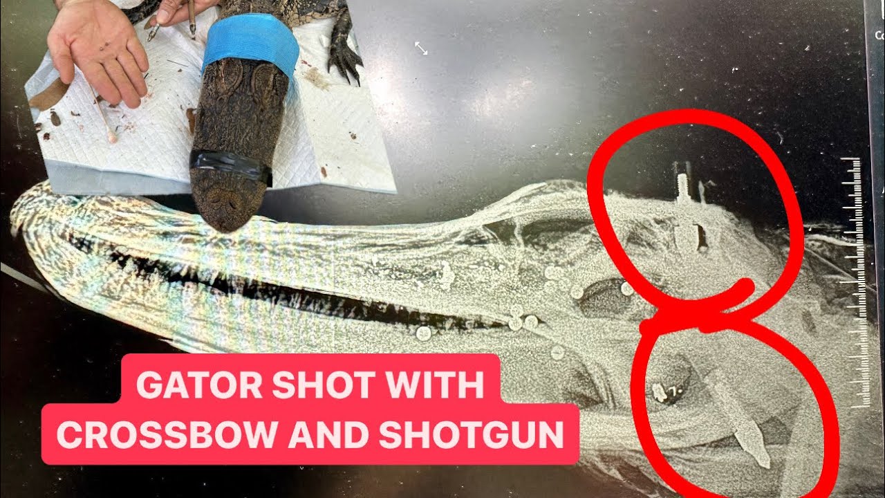 Trying to rescue a gator shot by crossbow TWICE and shotgun - YouTube