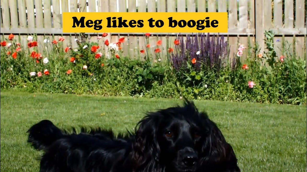 Boogie Woogie Dog and a few rope tricks in a cottage garden. Meg likes ...
