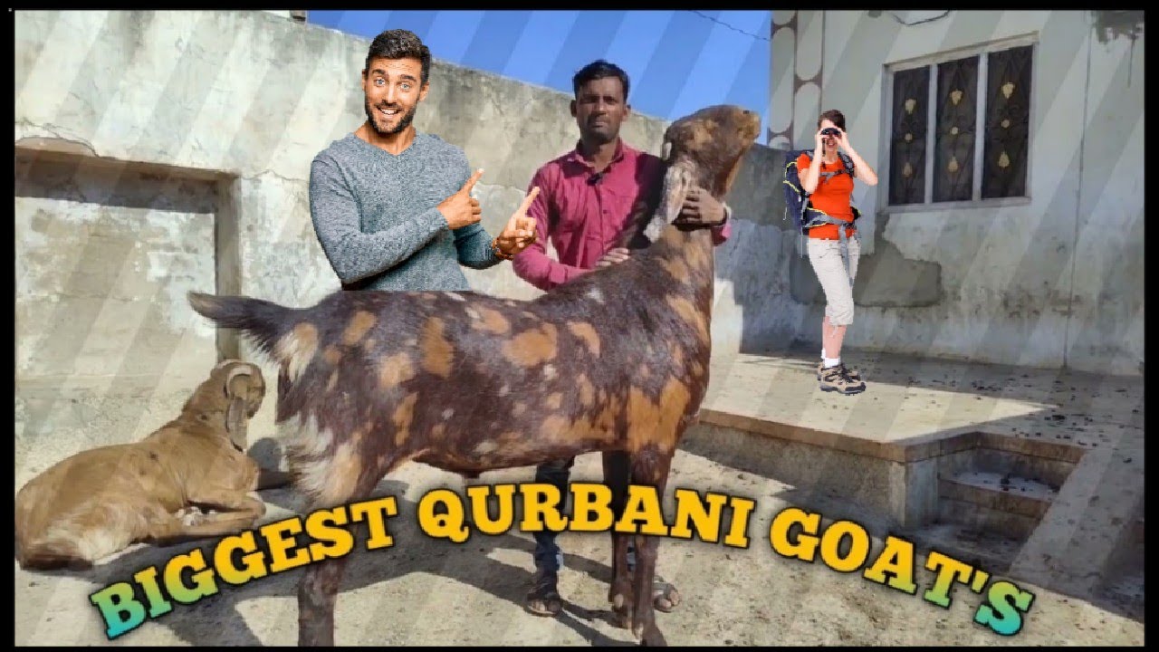 Sirohi nasal ka bakra | Big ajmera goats | Biggest ajmera goat ...