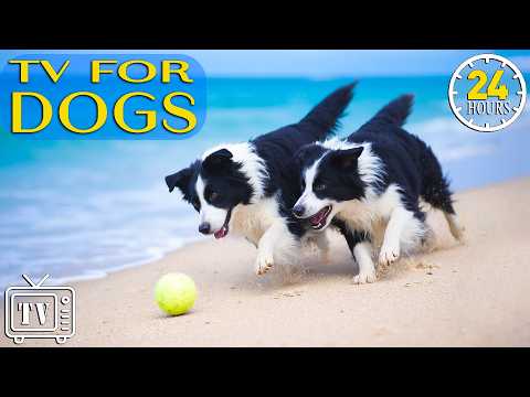 Dog TV 24/7: Soothe Dog Anxiety Fast with Calming Music For Dogs | Boredom Busting Videos for Dogs