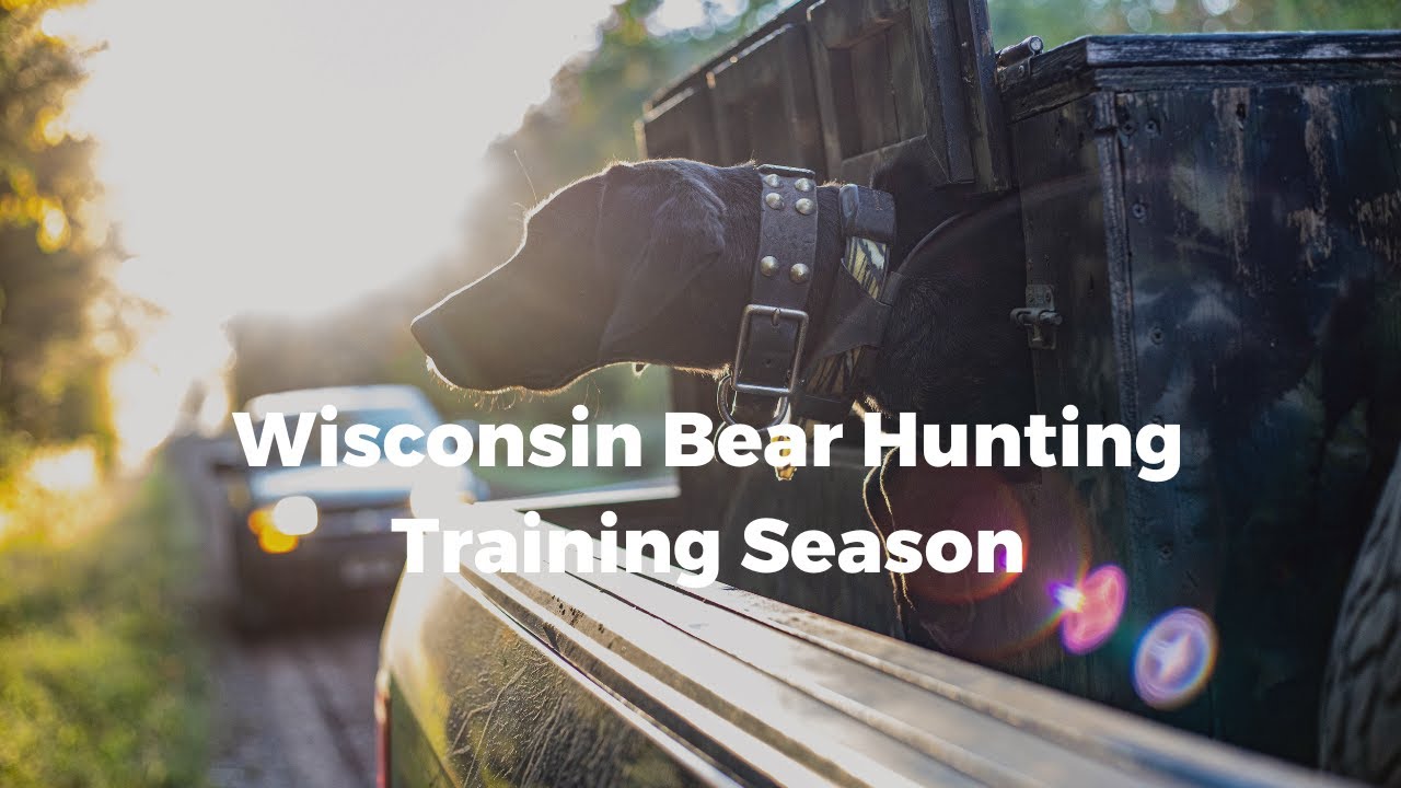 Wisconsin Bear Hunting With Hounds: Training Season - YouTube