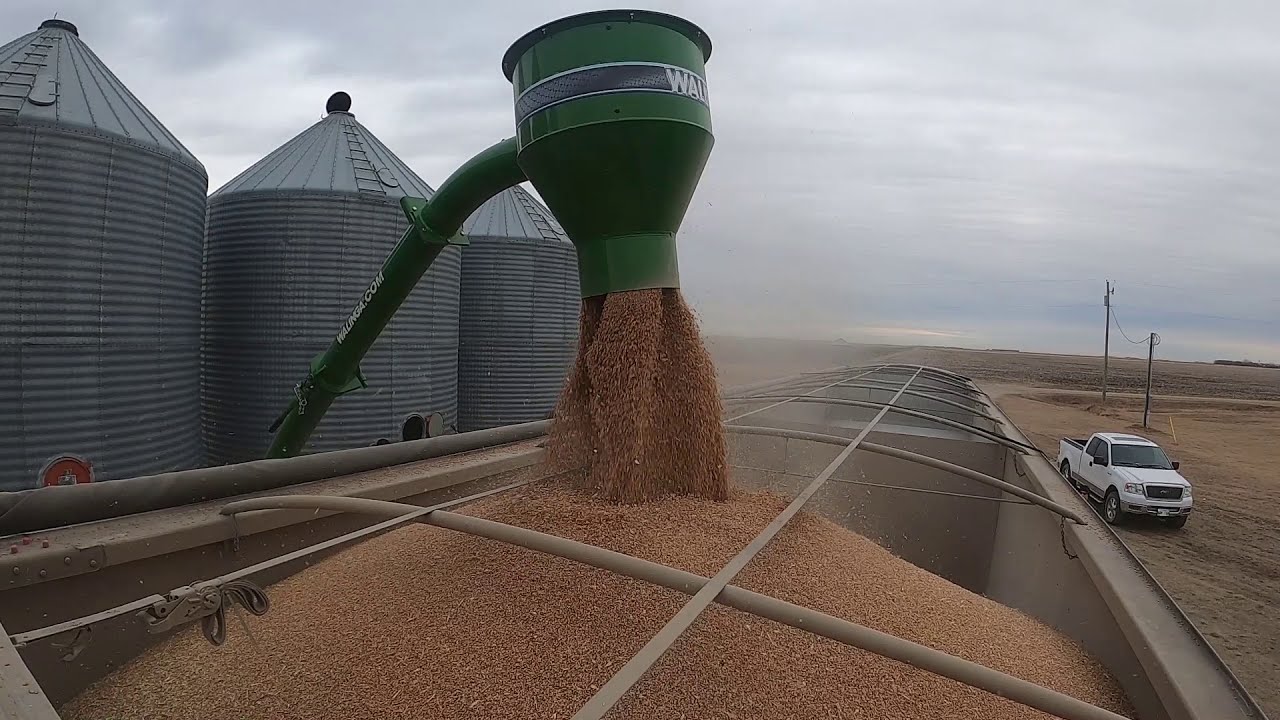 Walinga Agri-Vac 6614 Vac'n Wheat in Manitoba. - YouTube