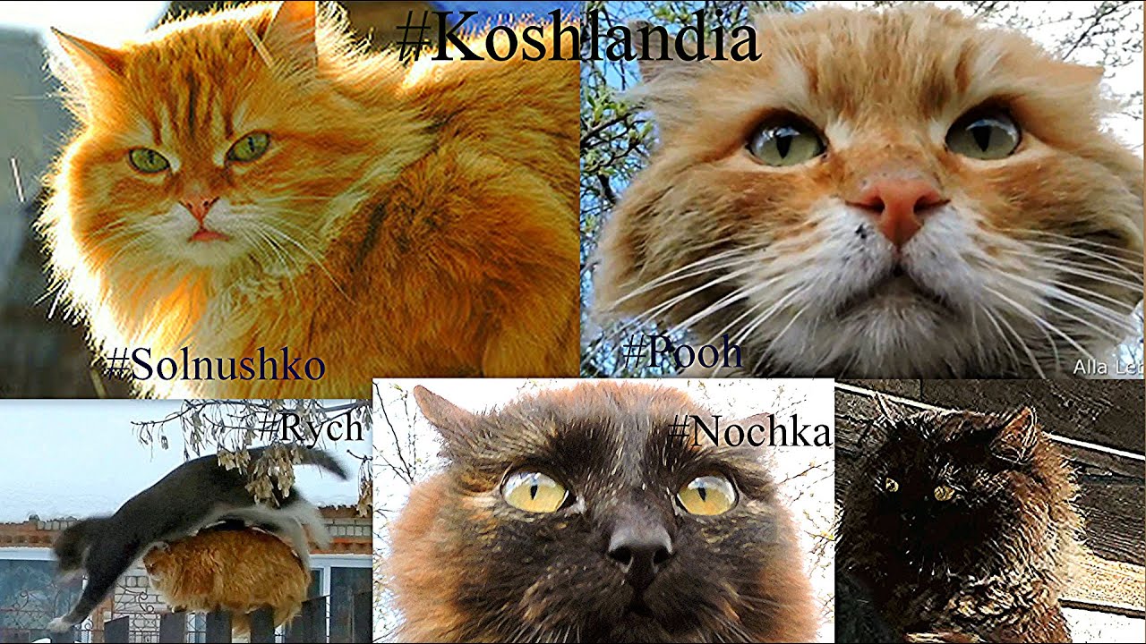Pooh, Solnushko, Nochka Siberian Farm cats, April 27, 2015, Сибирские ...