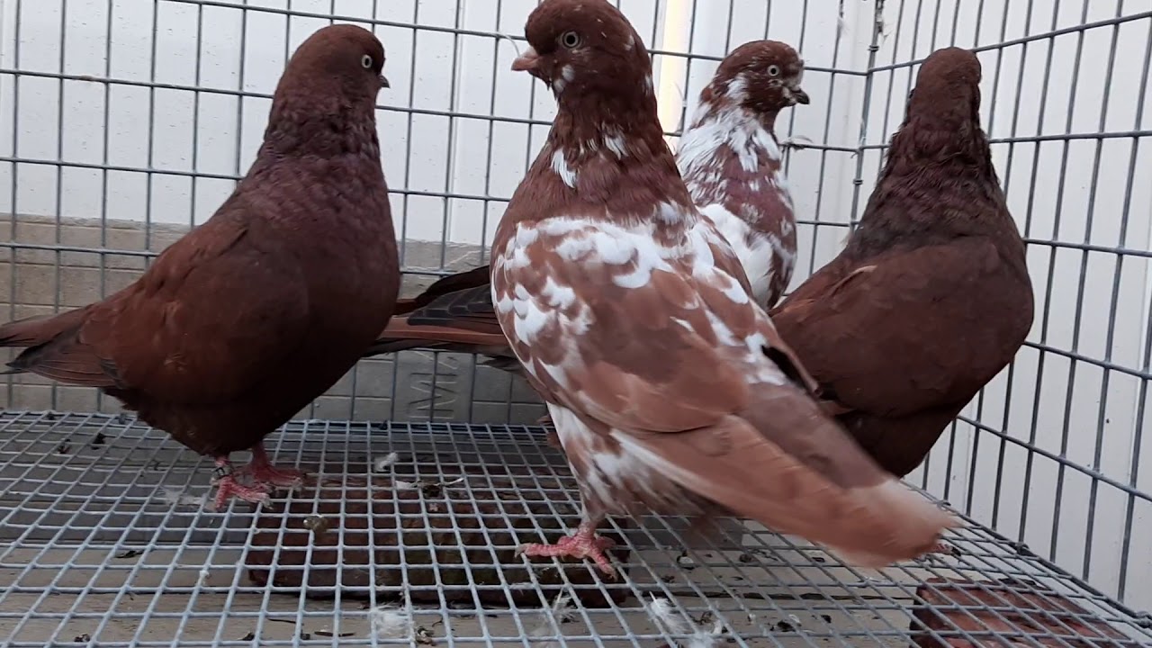 Bronze Show Tipplers for Sale at the Big Apple Show 11/23/19 - YouTube