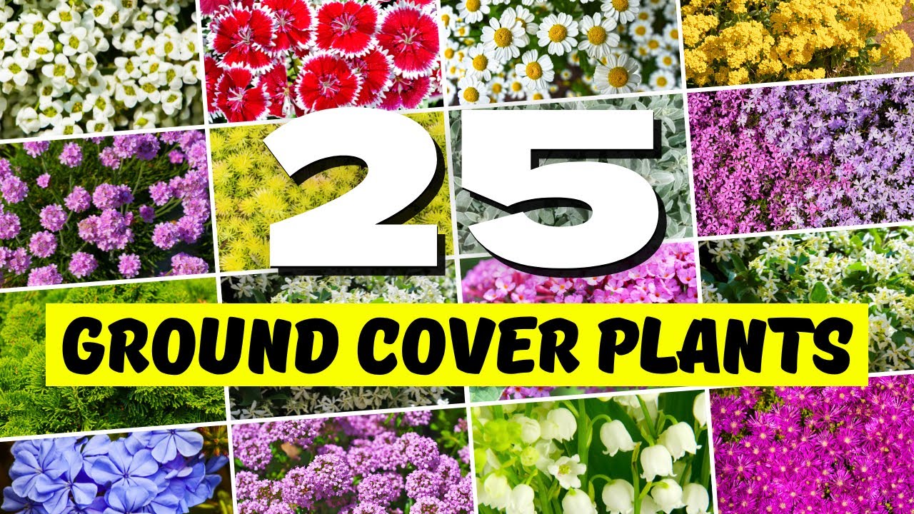 Top 25 BEST Ground Cover Plants to Make Your Garden Look AMAZING! - YouTube