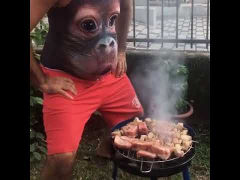 Mono soplando a barbacoa parrillada de carne, da like si lo encuentras ...
