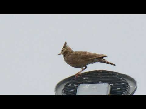 Sykes's lark  (Galerida deva) - Lark Bird - Sykes Lark - Lark Video - Indian Birds