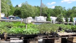 Buying tomato plants