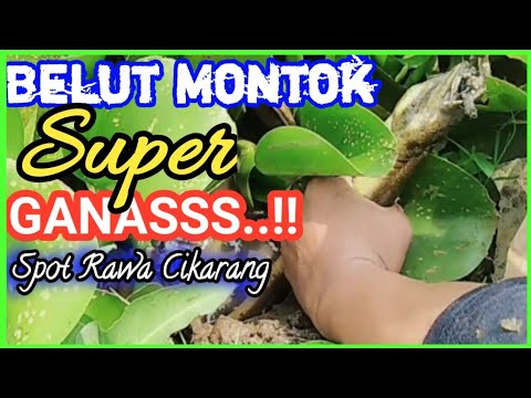 SUPER GANAS !! Mancing Belut Babon Montok -eelfishing