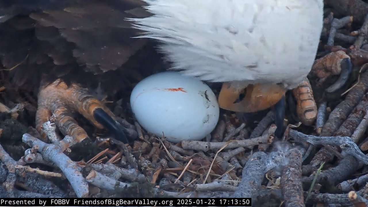 1-22-2025 It's Here! Jackie Has Laid Her First Egg Of The Season…At 17:05 This Evening - YouTube
