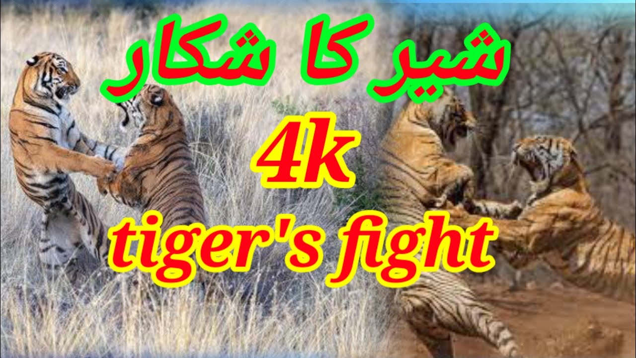 Sher ka shekar tiger 🐅🐯 fights with animals - YouTube