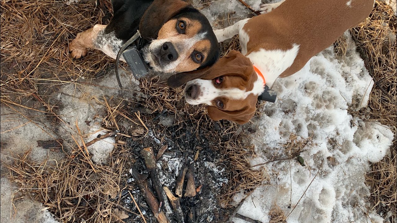 Rabbit Hunting and Campfire cook - YouTube