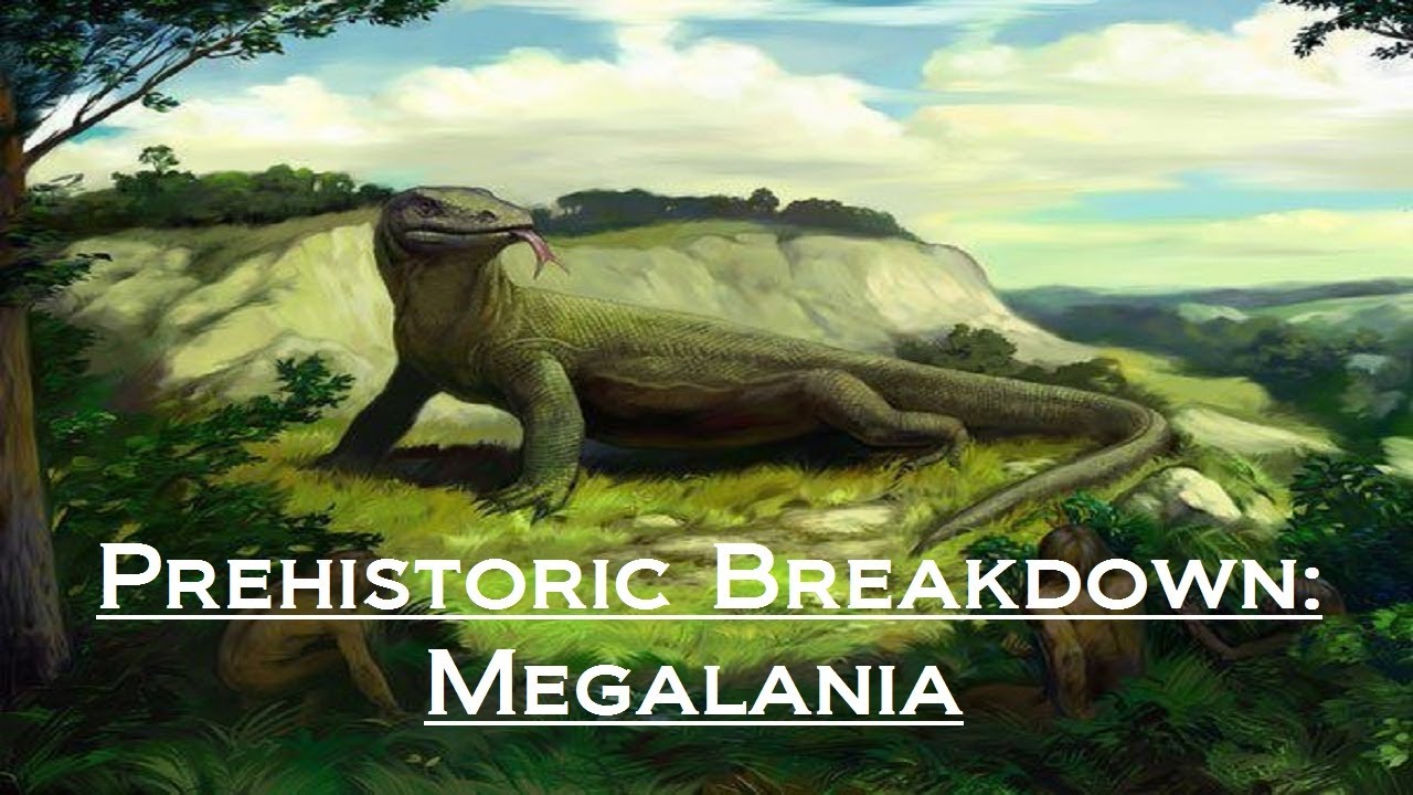 Prehistoric Breakdown: Megalania - YouTube
