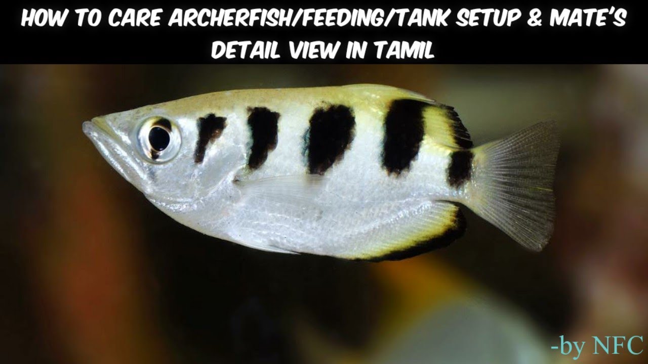 HOW TO CARE ARCHERFISH/FEEDING/TANK SETUP & MATE'S DETAIL VIEW IN TAMIL ...
