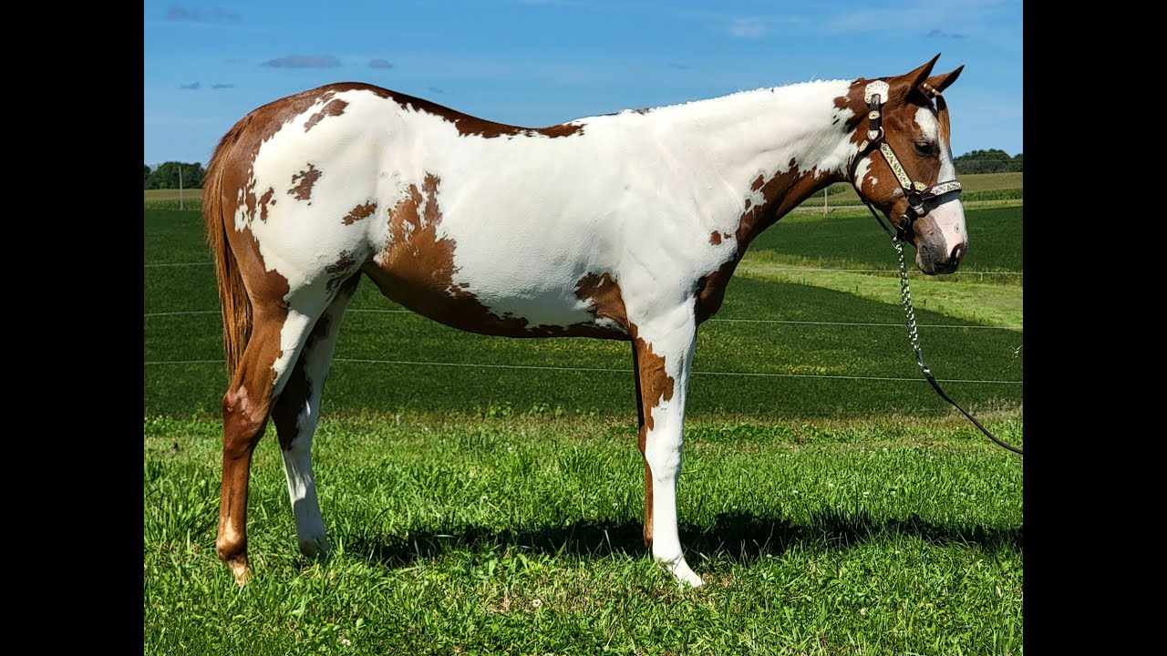 Maid U On An Impulse ~ May 2023 APHA, AQHA, PtHA Overo Mare ~ 5/6/2025 ...