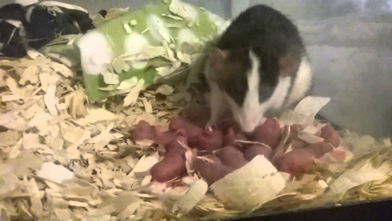 Rat giving birth(5) - YouTube