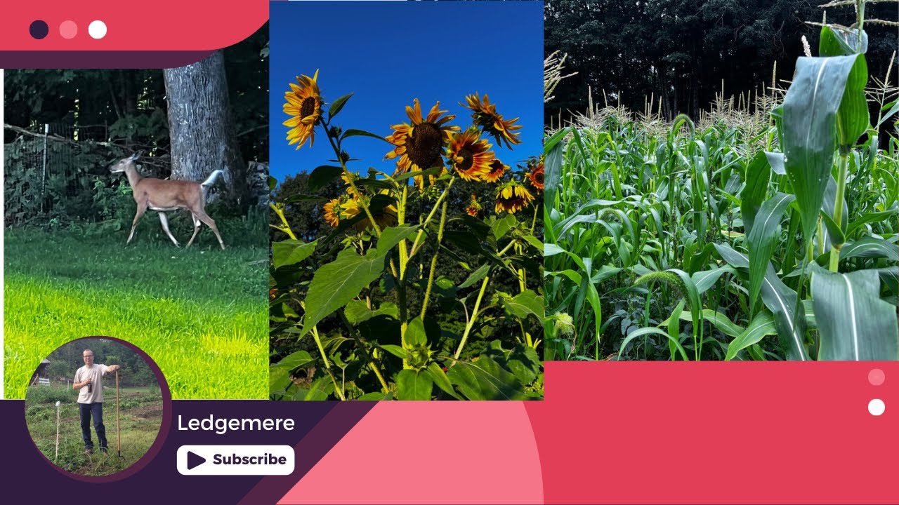 Escaping the Ordinary: Our Maine Farm Late Summer Update - YouTube