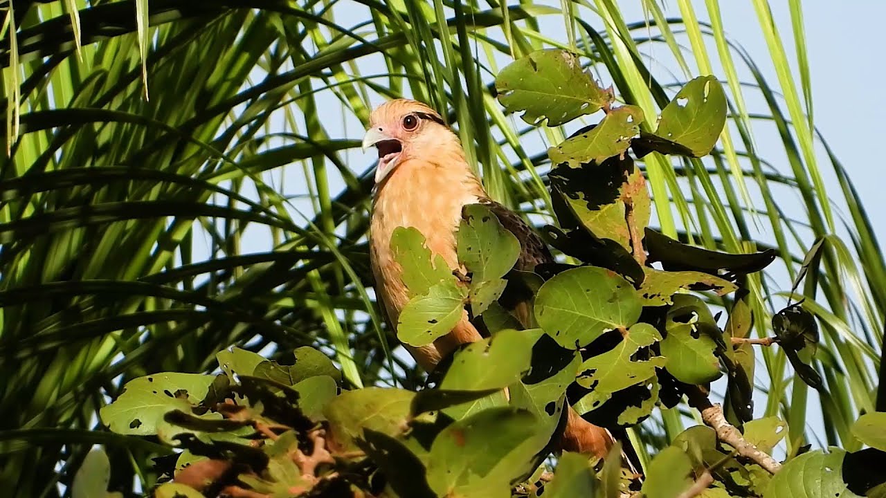 YELLOW HEADED CARACARA vocalizing (MILVAGO CHIMACHIMA), GAVIÃO ...