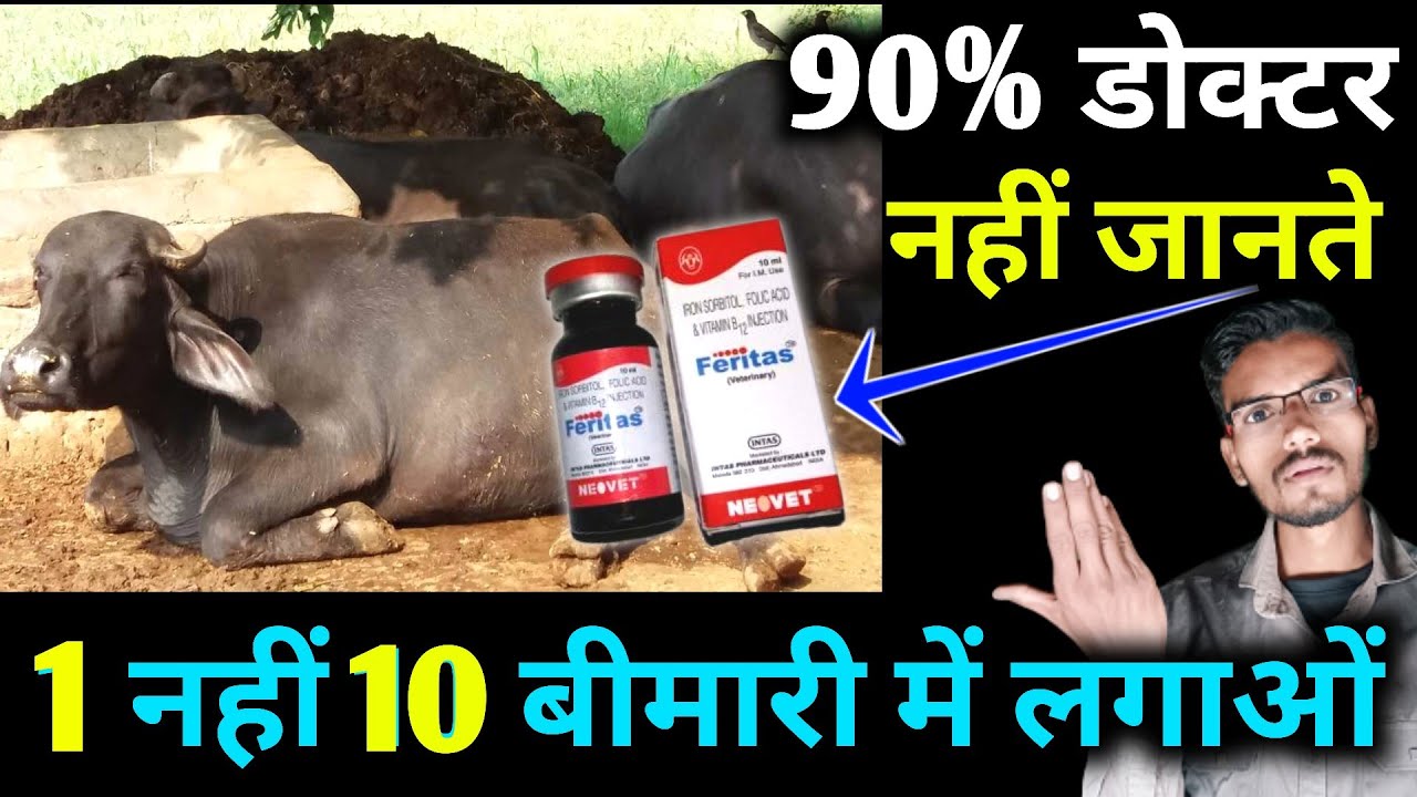 Feritas injection use in cattle | Anemia treatment | iron deficiency ...