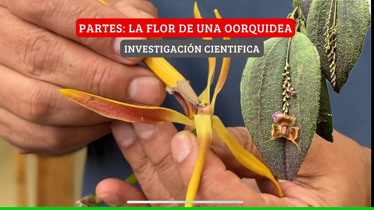 Cuáles son partes de la flor de una orquídea- Flores exóticas. - YouTube