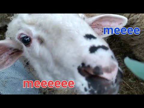 Koyun Sesi, Koç, Kuzu Sesleri, Yem Yeme
