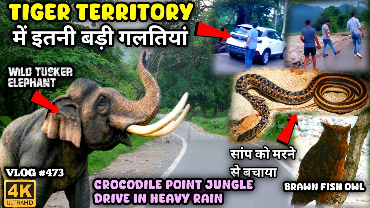 ALERT FROM WILDLIFE | WILD TUSKER ELEPHANT | CROCODILE POINT MARCHULA ...