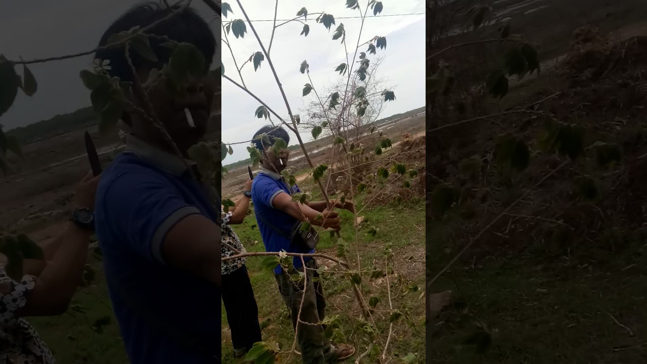 Kalianget viral, pohon gersen bisa jadi bonsan di tangan bapak profesor ...