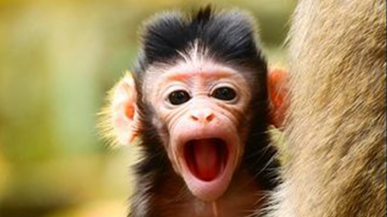 Wow, big mouth, Mateo monkey shows mom hungry for fast milk - YouTube