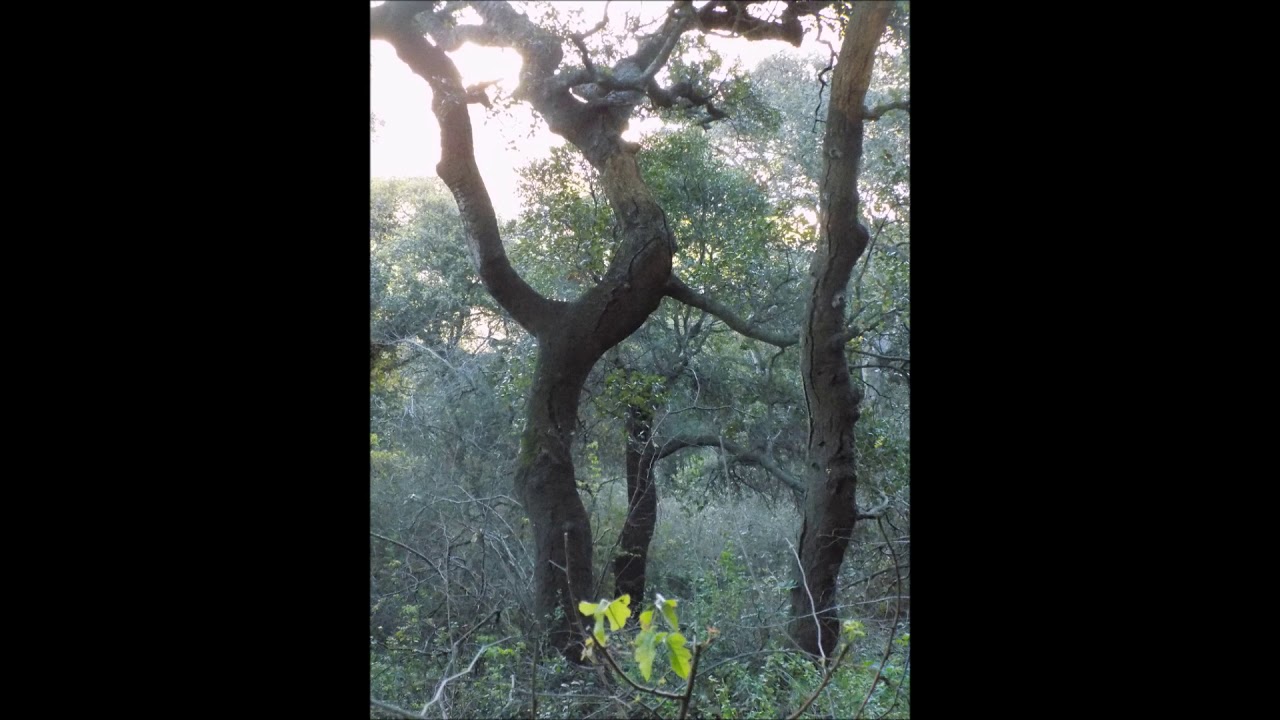 Albany Hill Park March 4, 2018 - YouTube