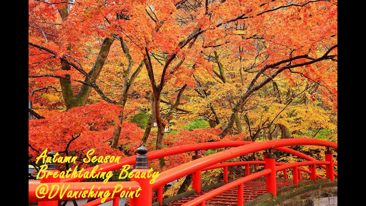 What A Stunning Sight of Autumn : Beautiful Purple Flowers Falling ...